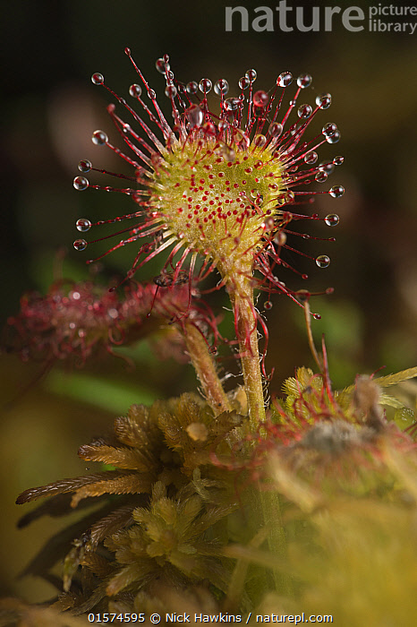 Stock photo of Round-leaved sundew (Drosera rotundifolia) Nova Scotia ...