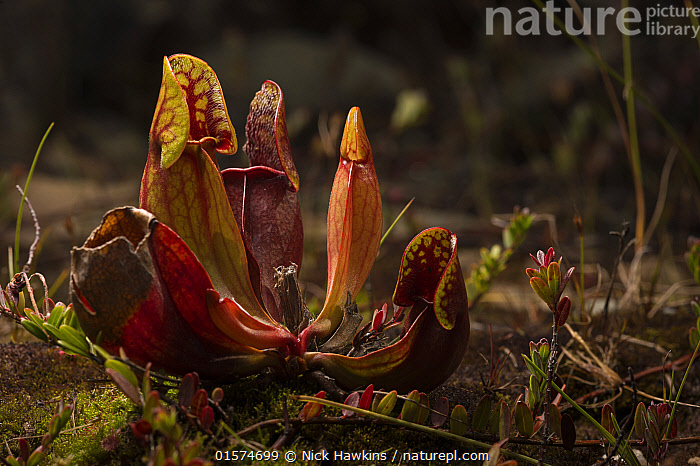 Stock photo of Northern pitcher plant (Sarracenia purpurea ...