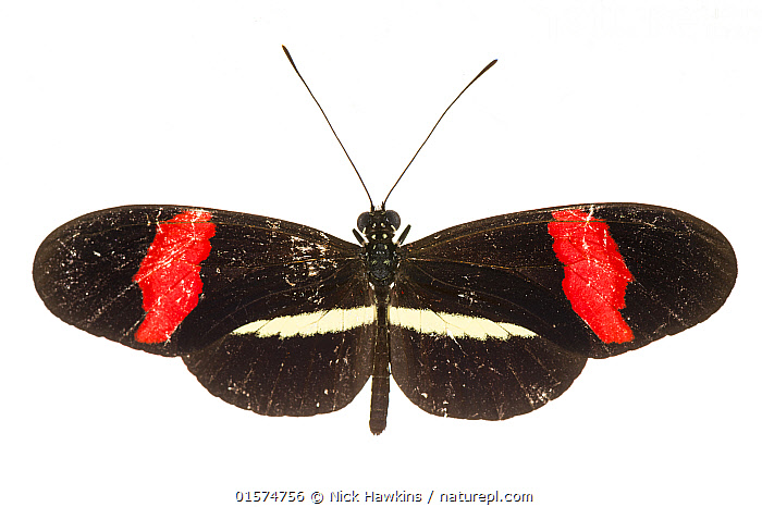 Stock photo of Small postman butterfly (Heliconius erato) photographed ...