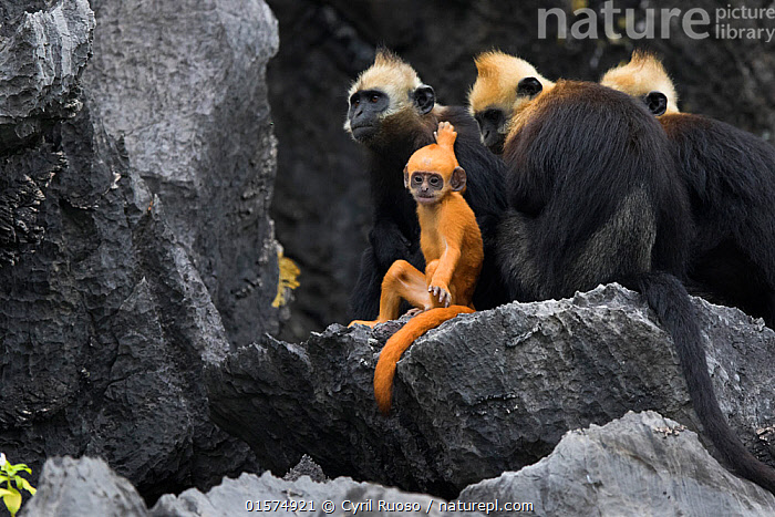 Stock photo of Cat Ba langur (Trachypithecus poliocephalus) females ...
