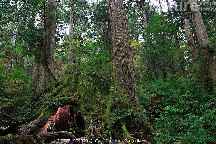 Stock photo of The Wilson stump, a Japanese sugi pine (Cryptomeria ...