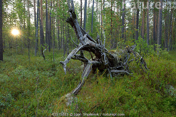Stock photo of Fallen tree in Virgin Komi Forests UNESCO World Heritage ...