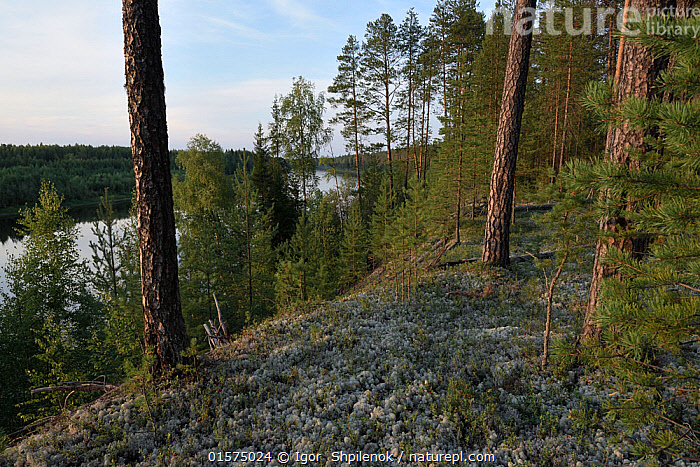 Stock photo of Virgin Komi Forests UNESCO World Heritage site, the ...
