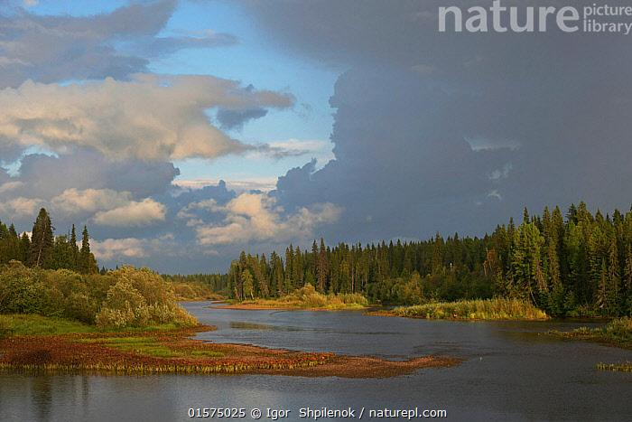 Stock photo of River through Virgin Komi Forests UNESCO World Heritage site, the largest ...