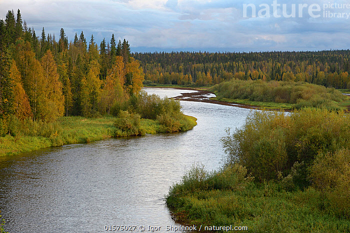 Stock photo of River flowing through Virgin Komi Forests UNESCO World ...