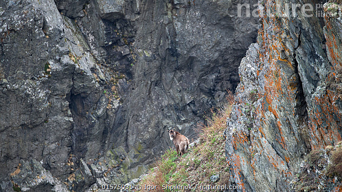 Stock photo of Long-tailed goral (Naemorhedus caudatus) Sikhote Alin ...