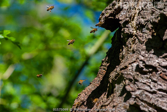 Stock photo of European honey bee (Apis mellifera) wild hive in English ...