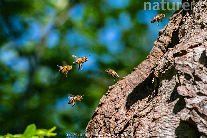 Stock photo of European honey bee (Apis mellifera) wild hive in English ...