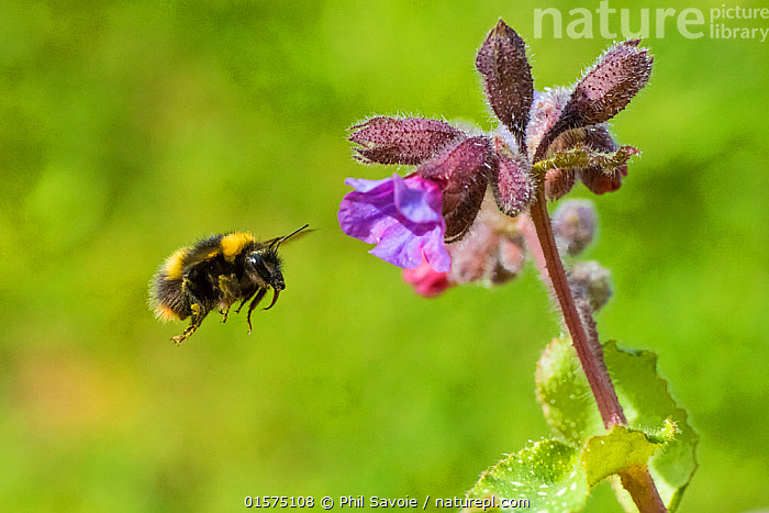 Stock photo of Early bumblebee (Bombus partorum), flying to Lungwort ...