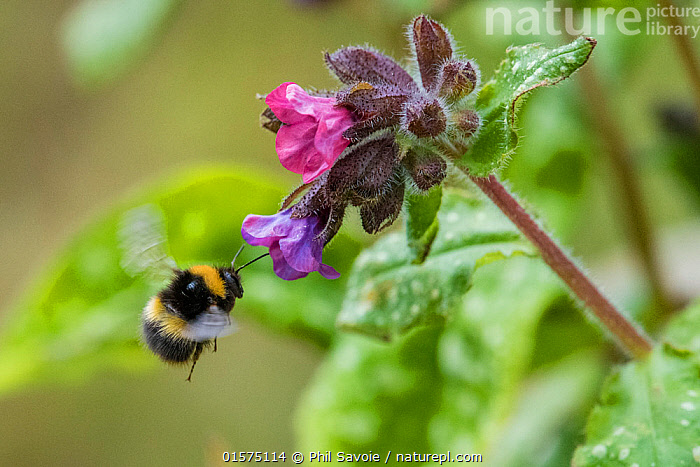 Stock photo of Early bumblebee (Bombus partorum) flying to Lungwort ...