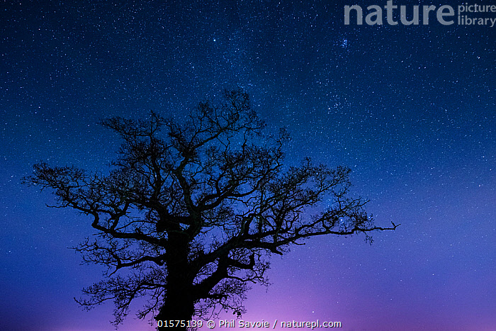 Stock photo of Oak tree (Quercus robur) at night with stars, Brecon ...