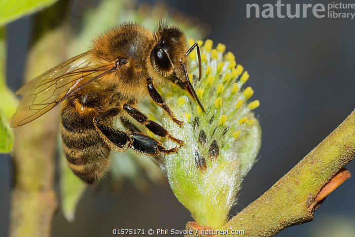 Stock photo of European honey bee (Apis mellifera) feeding on Goat ...
