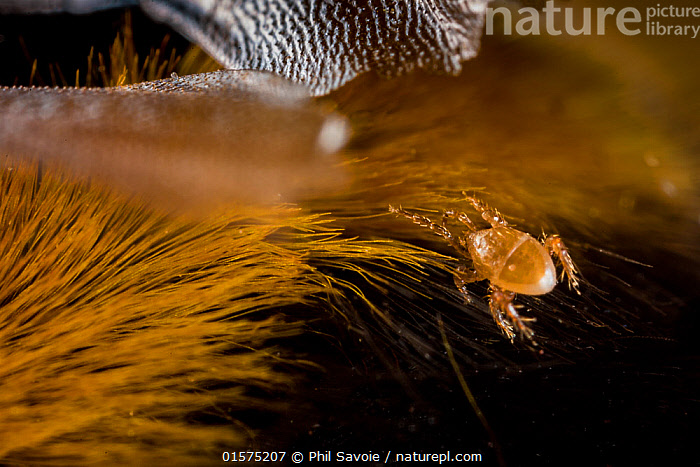 Stock photo of Bumblebee mite (Parasitus fucorum) parasite in Garden ...
