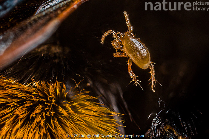 Stock photo of Bumblebee mite (Parasitus fucorum) parasite in Garden ...