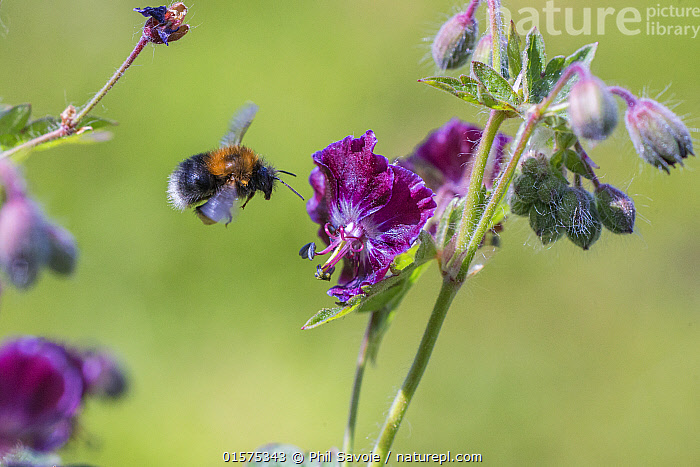 Stock photo of Tree bumblebee (Bombus hypnorum) dark form, worker bee ...
