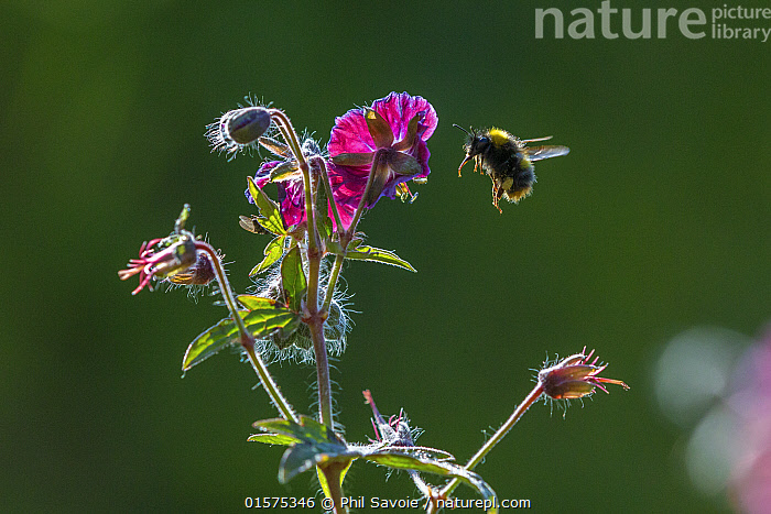 Stock photo of Early bumblebee (Bombus pratorum) flying to feed on ...