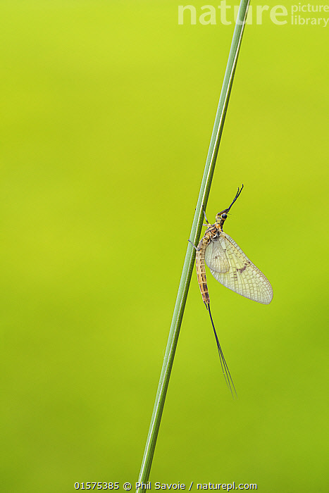 Stock photo of Mayfly (Ephemera danica) male, River Usk, Monmouthshire ...