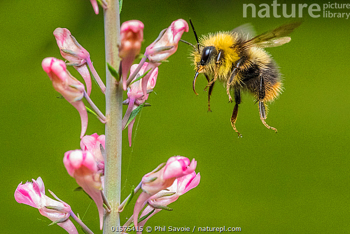 Stock photo of Early bumblebee (Bombus pratorum) flying to feed on ...