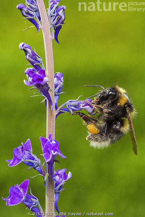 Stock photo of Garden bumblebee (Bombus hortorum) feeding on Toadflax ...