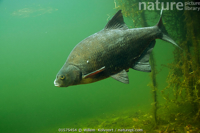 Stock photo of Common bream (Abramis brama) in lake, the Netherlands ...