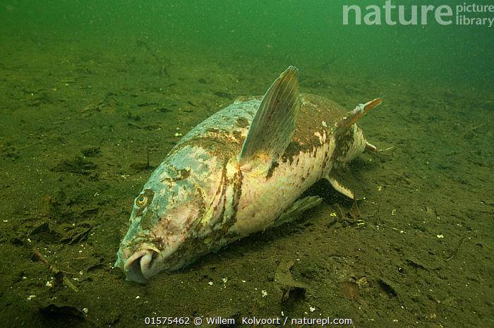 Stock photo of Common carp (Cyprinus carpio) dead in a lake, the ...