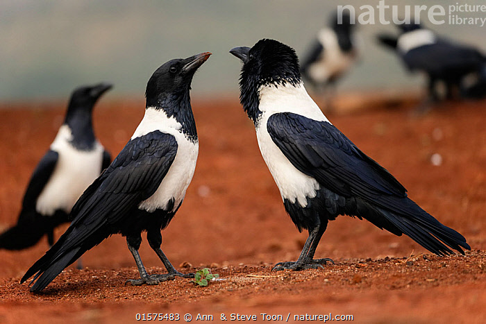 Stock photo of Pied crows (Corvus albus) courtship display, Zimanga ...