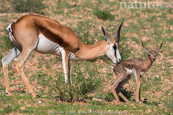 Baby Springbok Stockfoto Springbok Baby | Adobe Stock