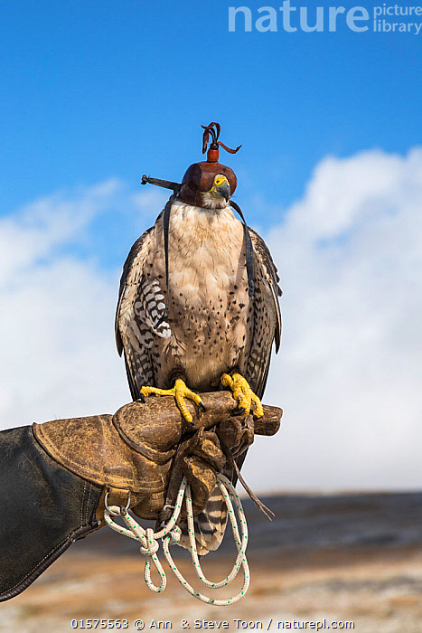 Falcon Hood