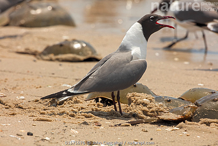 Stock photo of Laughing gull (Leucophaeus atricilla) calling on beach ...