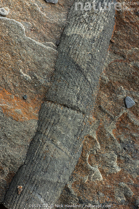 Stock photo of Fossilized remains of Calamites, a fast growing bamboo ...