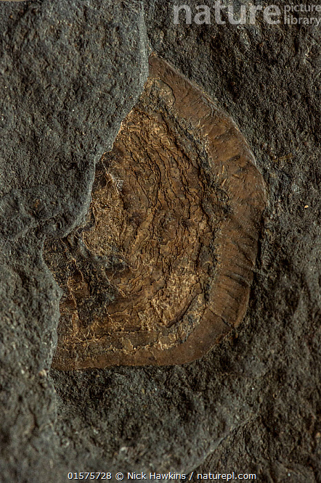 Stock photo of Fossilized coelacanth scale at the Joggins Fossil Cliffs ...