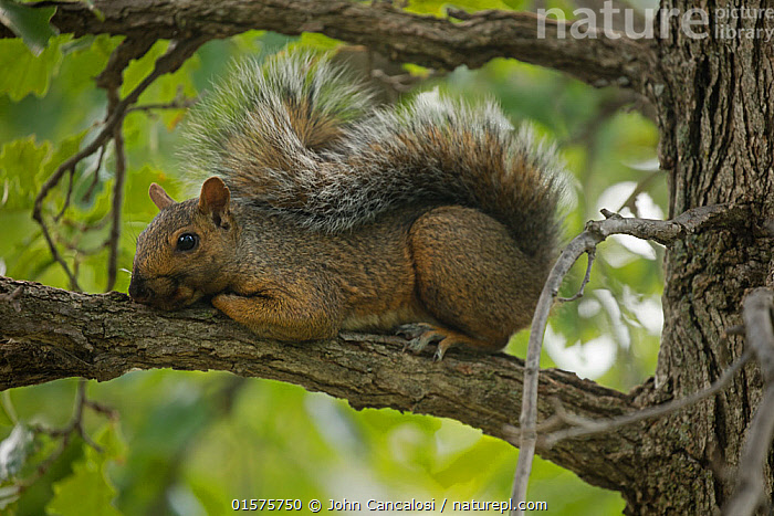 Eastern Fox Squirrel Scat
