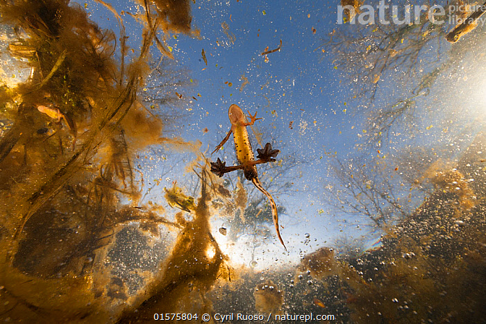 Stock photo of Palmate newt (Triturus helveticus) male in pond, viewed ...