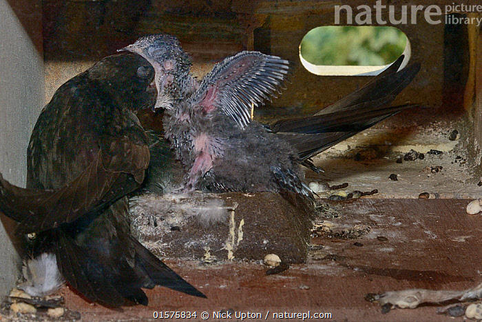 Stock photo of Common swift (Apus apus) feeding its chick in a nest box ...