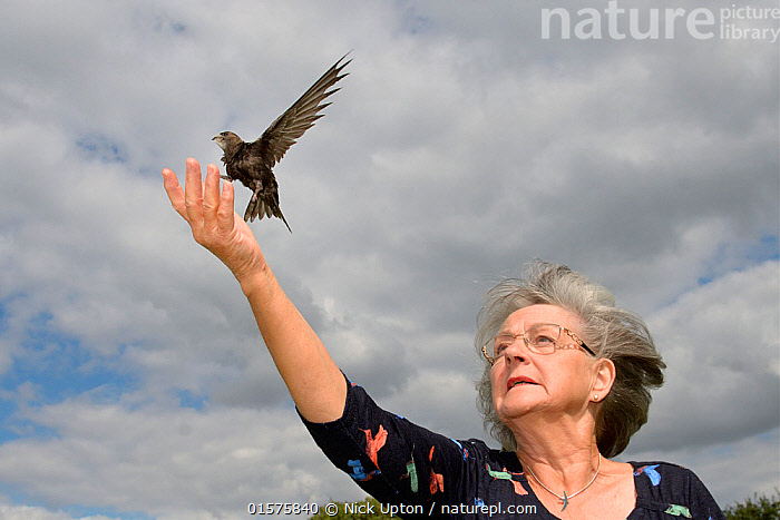 Stock photo of Judith Wakelam releasing an orphaned Common swift chick ...