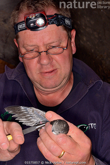 Stock photo of Simon Evans ringing a Common swift chick (Apus apus ...