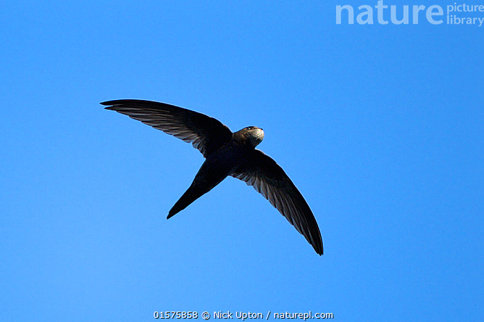 Stock photo of Common swift (Apus apus) flying overhead with its throat ...