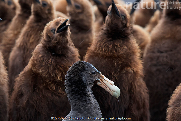 Stock photo of Southern Giant Petrel (Macronectes giganteus) in King ...