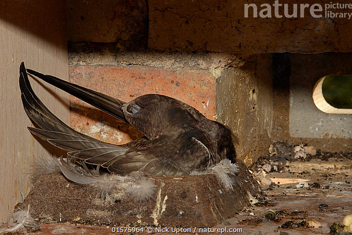 Stock photo of Common swift chick (Apus apus) almost fully grown ...