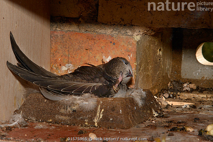 Stock photo of Common swift chick (Apus apus) almost fully grown ...