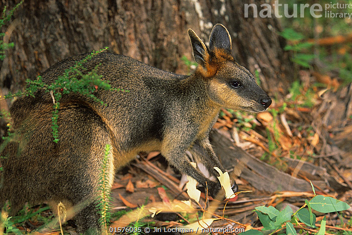 Stock photo of Swamp Wallaby (Wallabia bicolor), Gibraltar Range ...