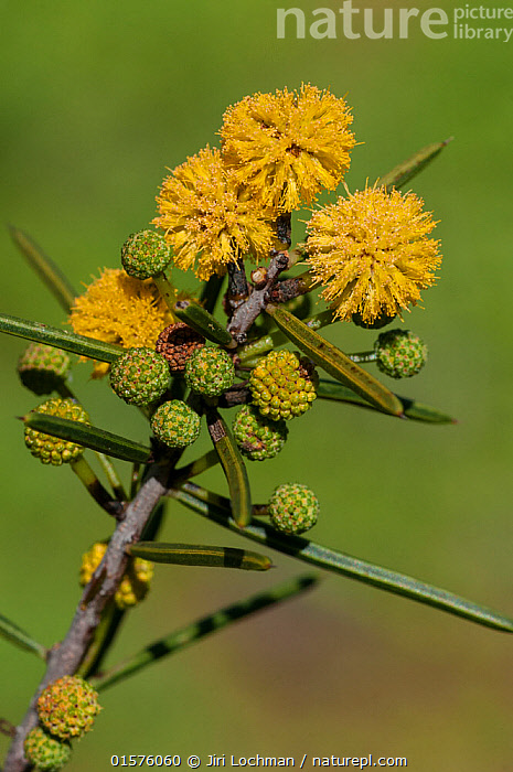 Stock photo of Dead finish (Acacia tetragonophylla) flowers, Cape Range ...