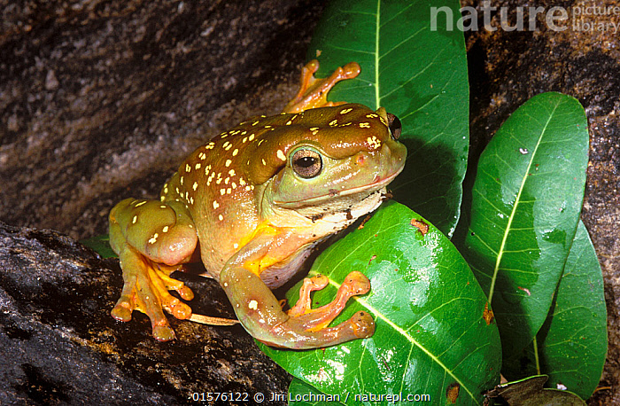 Magnificent Tree Frog Magnificent Tree Frog (Litoria Splendida)