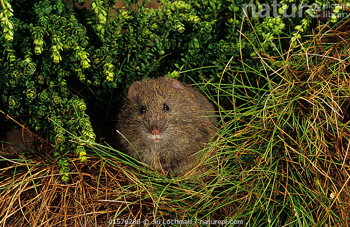 Stock photo of Broad-toothed rat (Mastacomys fuscus), Franklin-Gordon ...