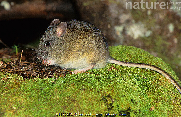 Stock photo of Long-tailed mouse (Pseudomys higginsi), Cradle Mountain ...