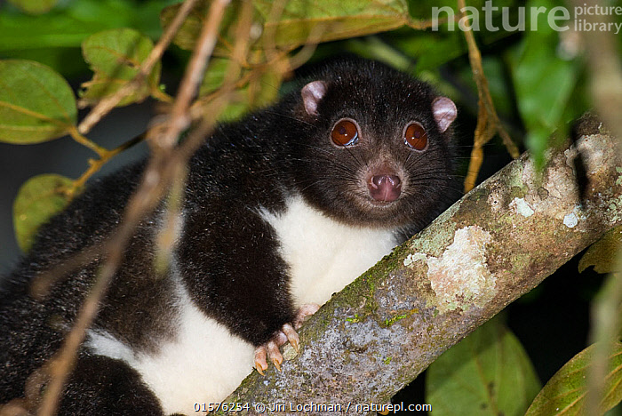Stock photo of Herbert River Ringtail Possum (Pseudochirulus ...