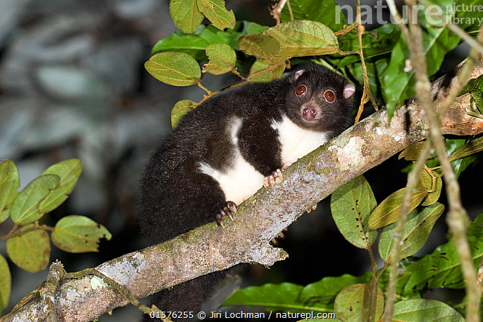 Stock photo of Herbert River ringtail possum (Pseudochirulus ...