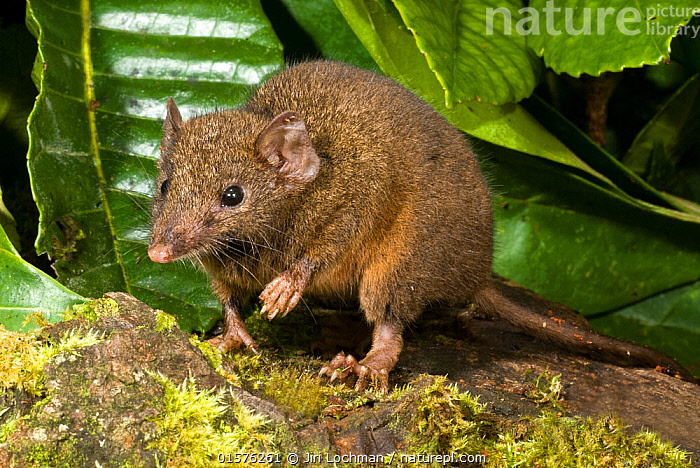 Stock photo of Rusty antechinus (Antechinus adustus), Lake Eachem ...