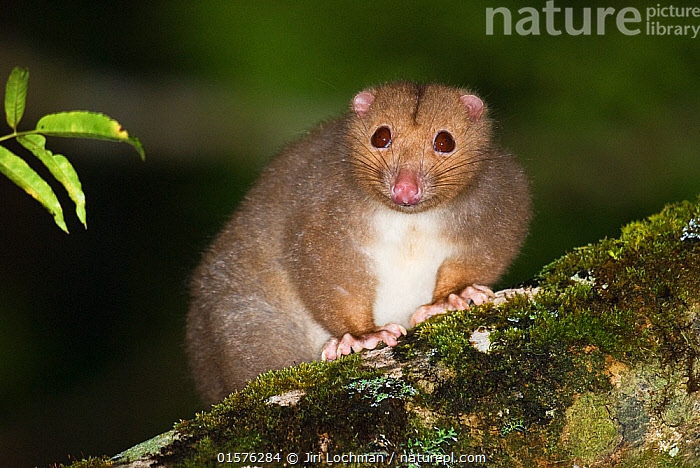 Stock photo of Daintree river ringtail possum (Pseudochirulus cinereus ...