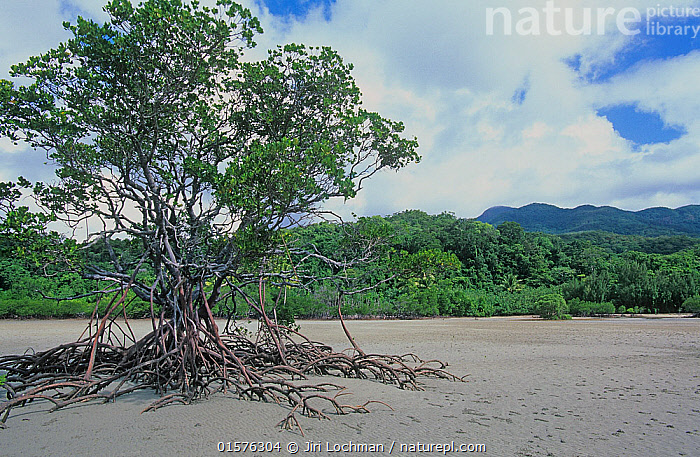 Stock photo of Mangrove tree at, Cape Tribulation, Daintree National ...